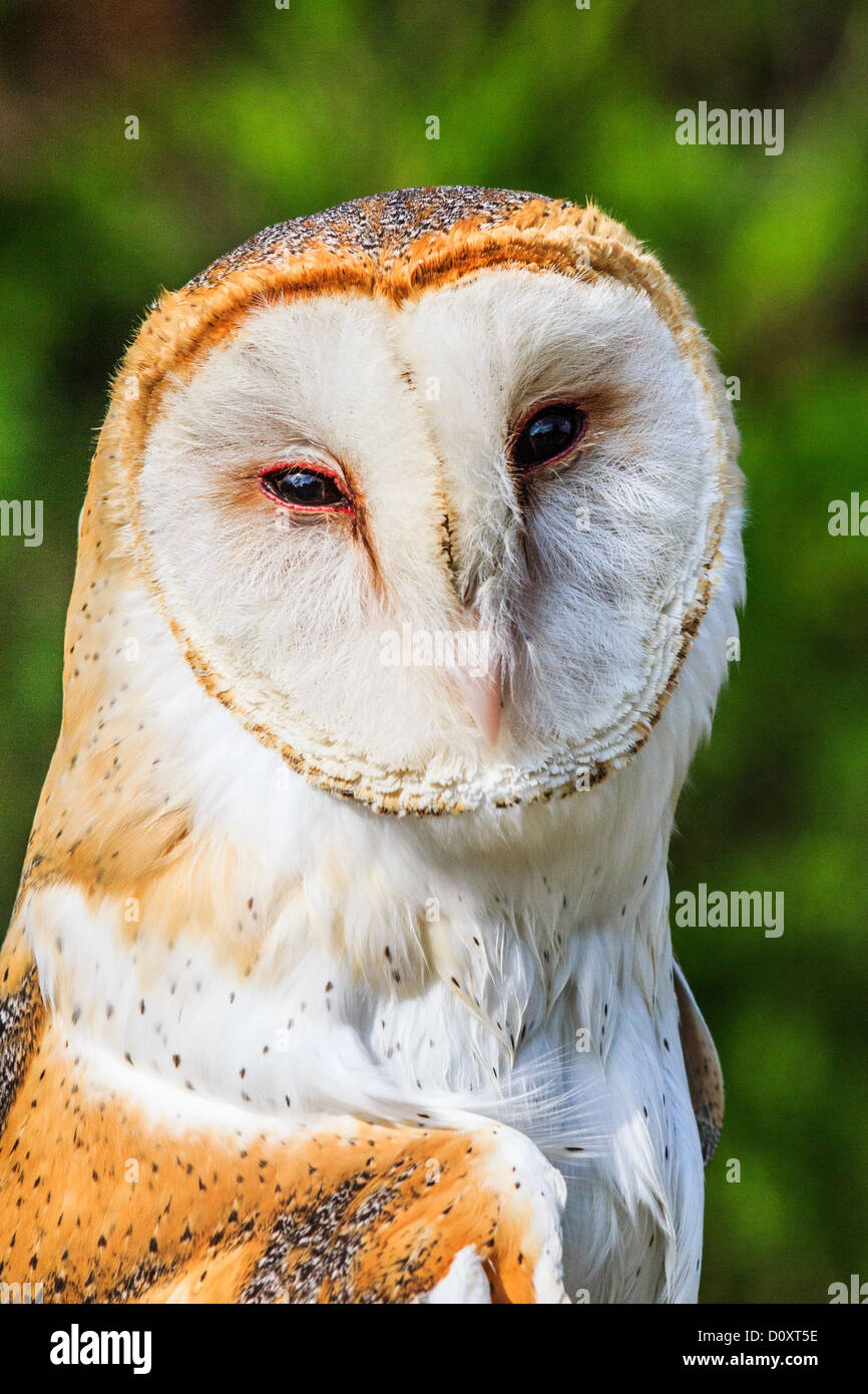 Barnyard hi-res stock photography and images - Alamy