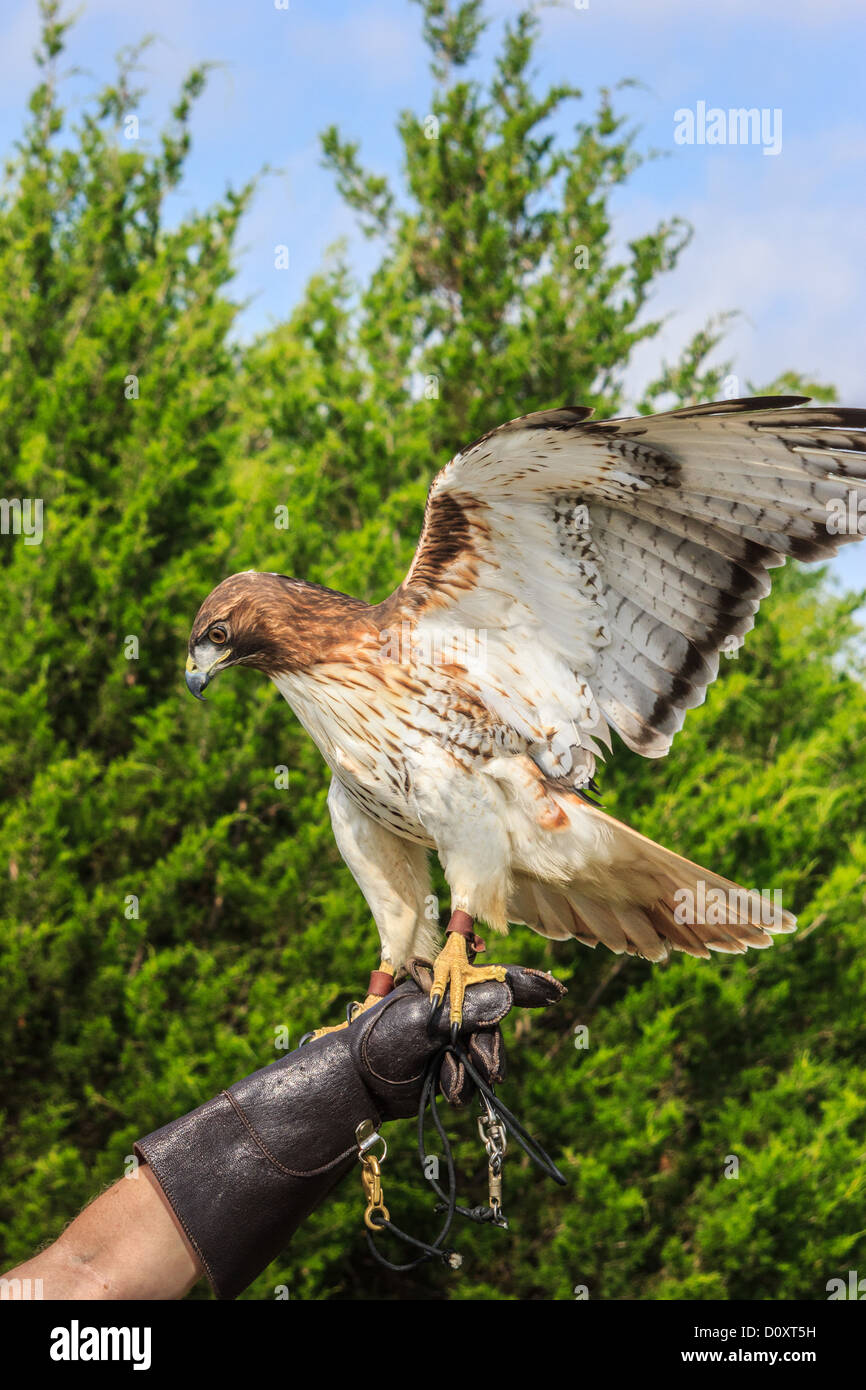 Red tailed hawk hi-res stock photography and images - Alamy