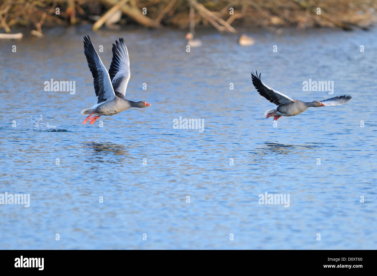 Greylag Geese in flight Stock Photo - Alamy