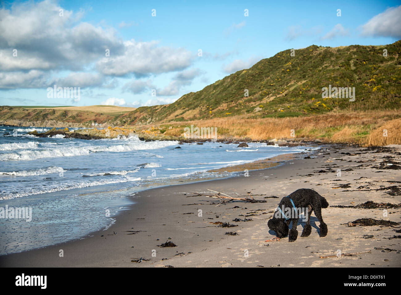 Dog On Beach, At Ardwell Bay, The Rhinns of Galloway, Scotland Stock ...