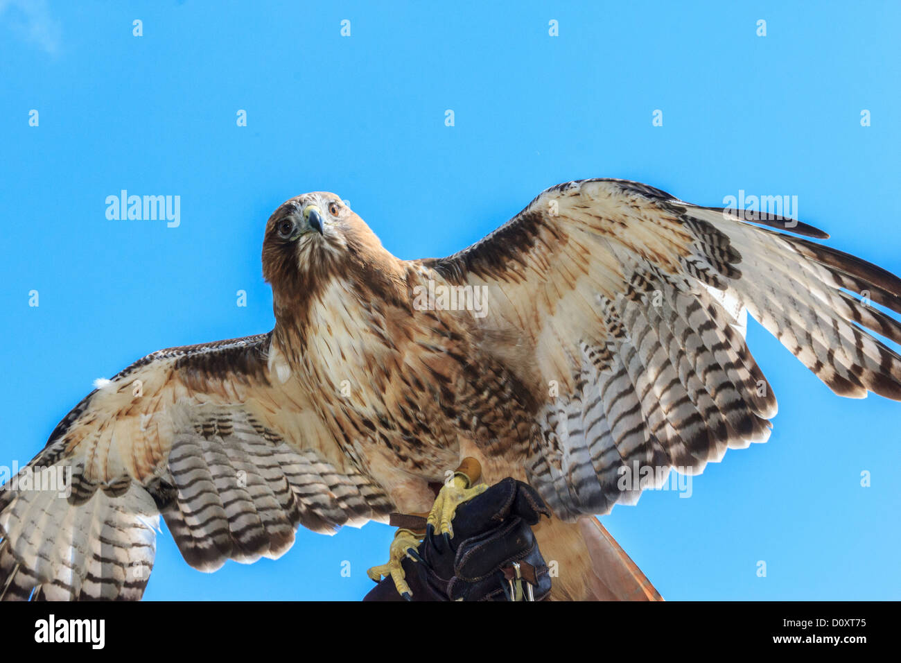 Chicken hawk hi-res stock photography and images - Alamy