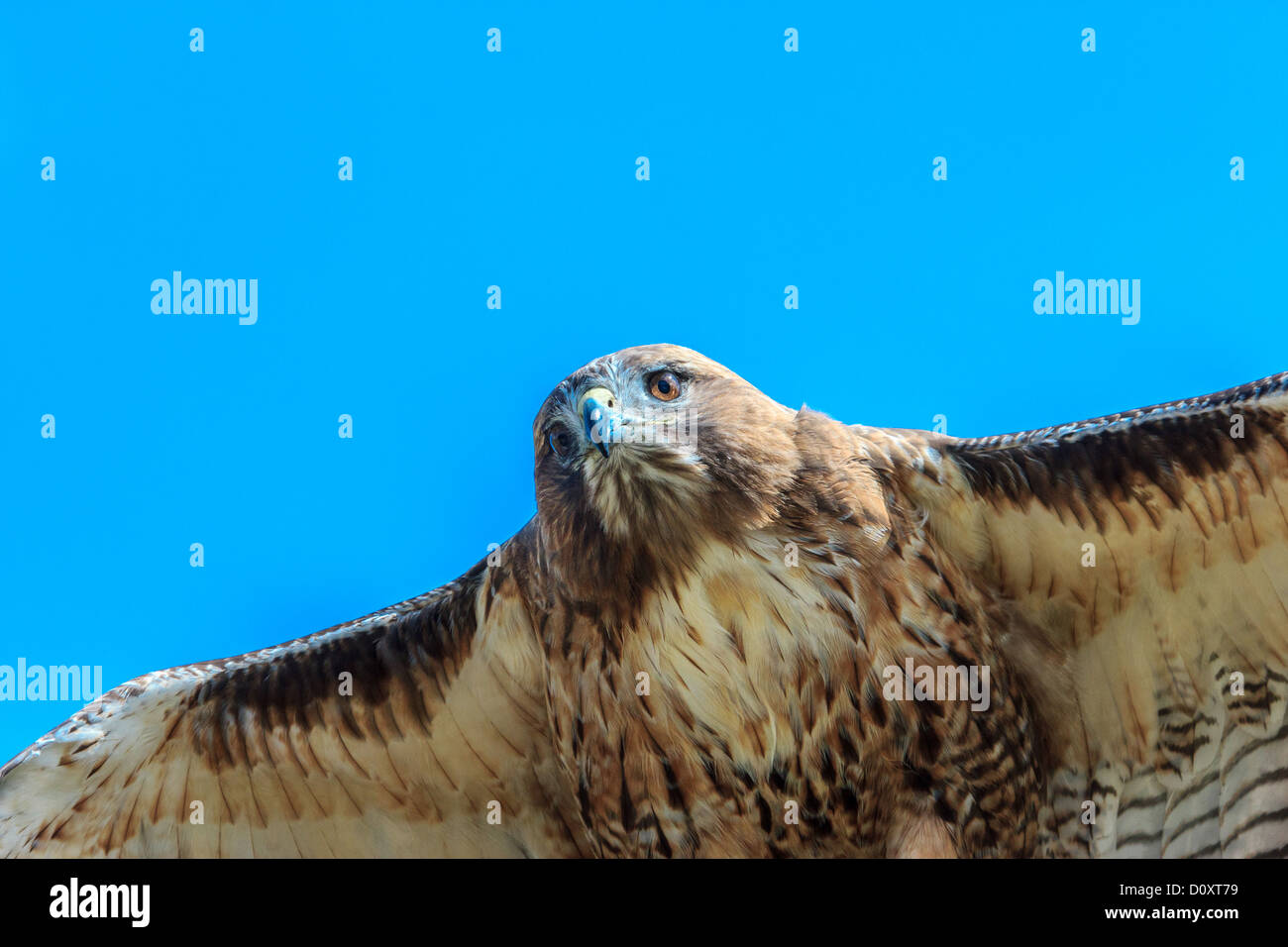 Chicken hawk hi-res stock photography and images - Alamy