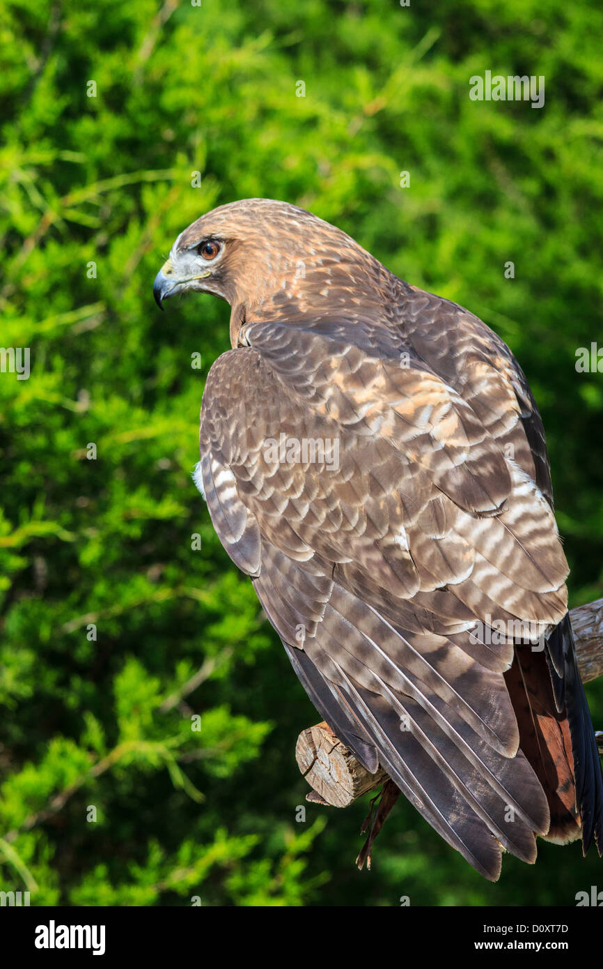 Chicken hawk hi-res stock photography and images - Alamy