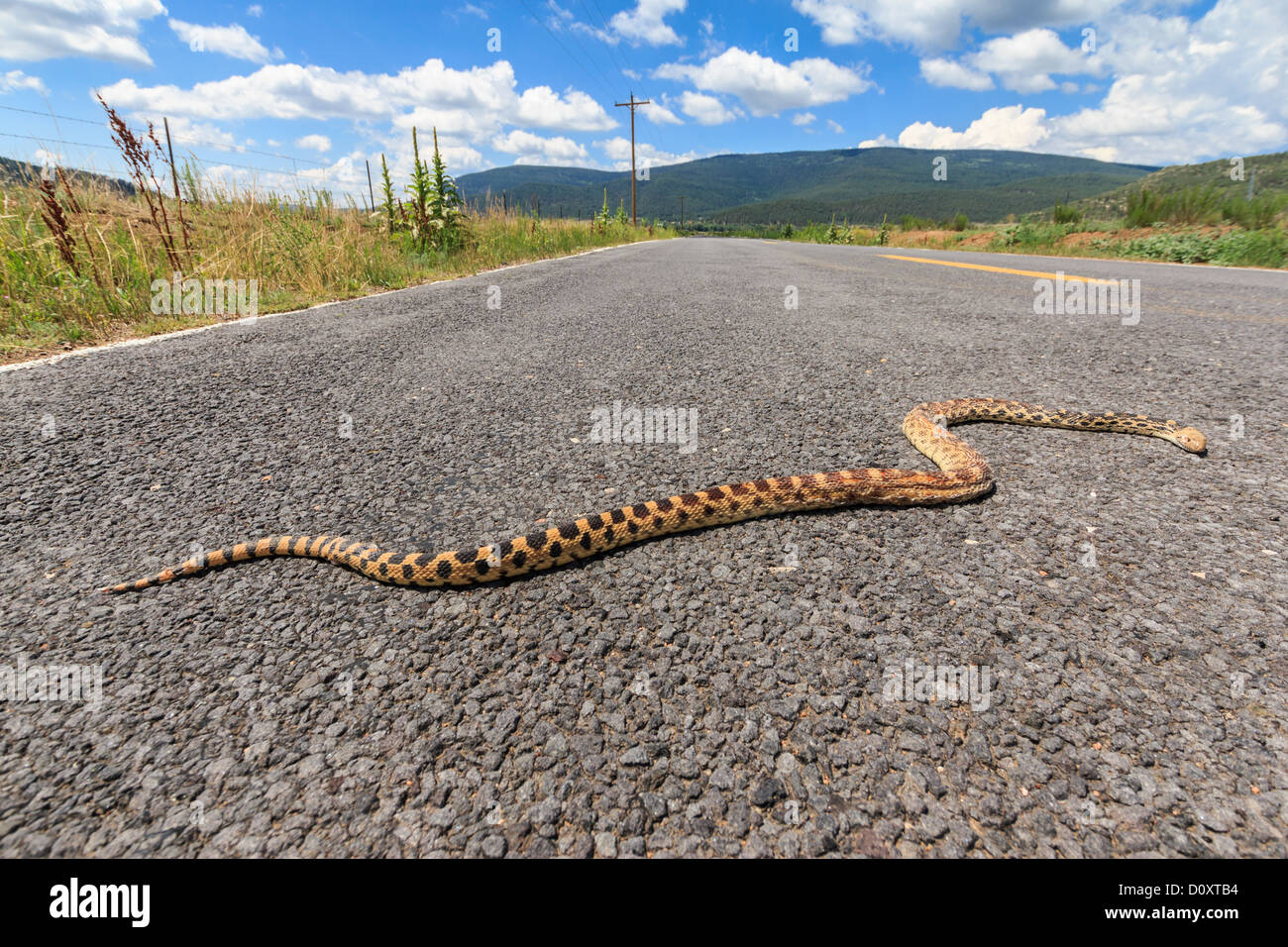 Bullsnake hi-res stock photography and images - Alamy