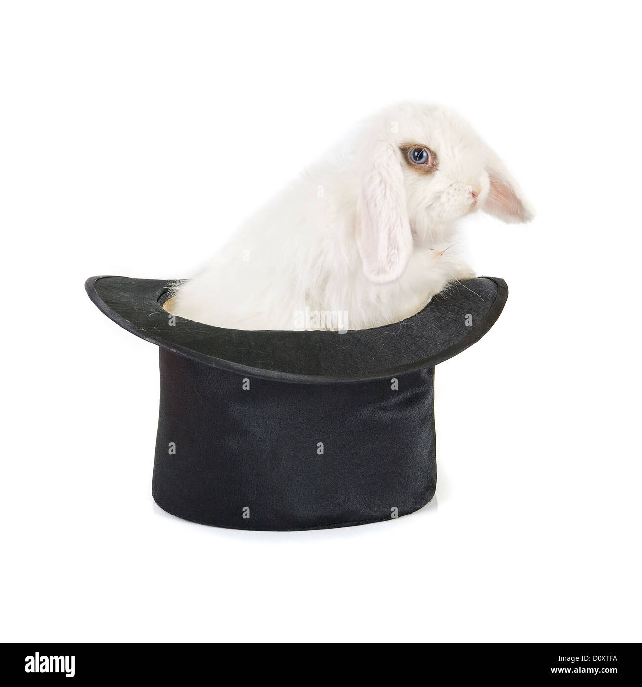 rabbit at black hat Stock Photo - Alamy