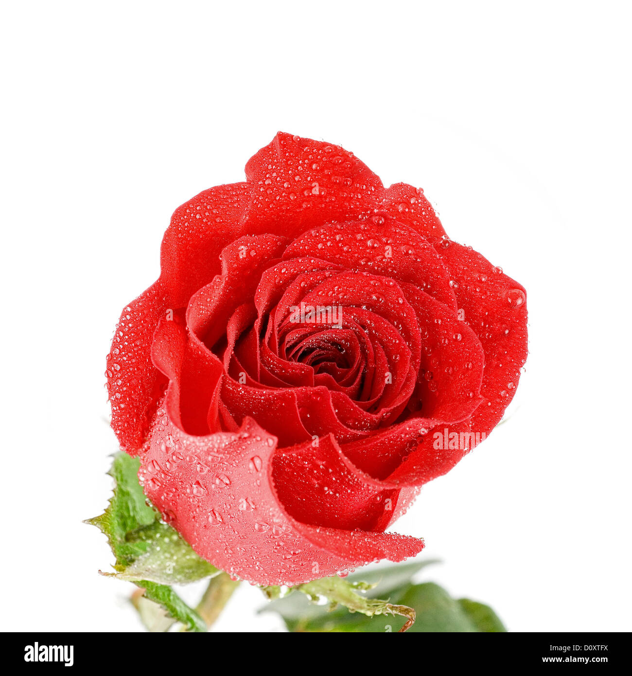 red rose closeup Stock Photo - Alamy