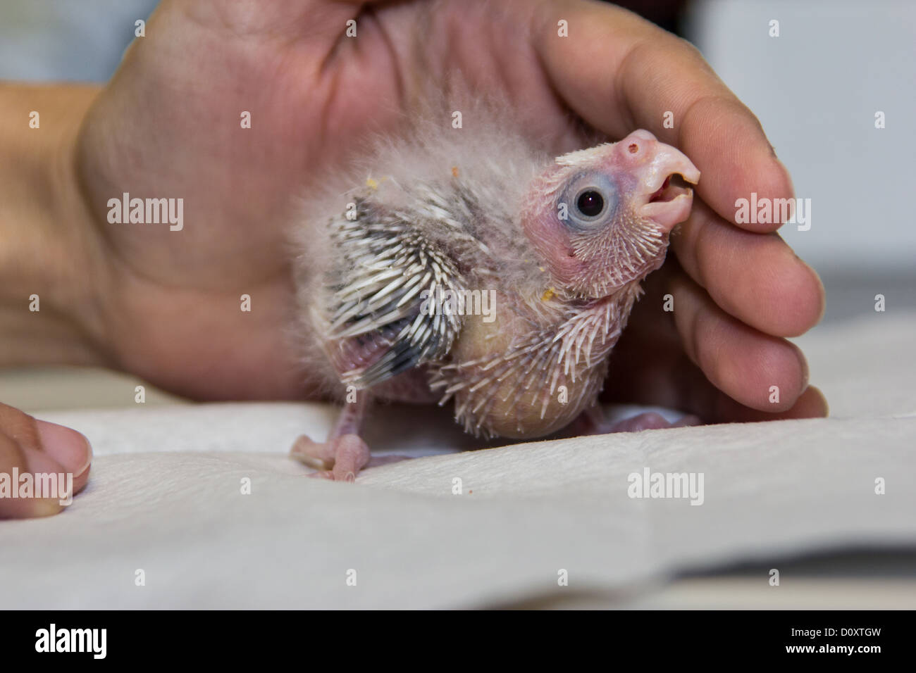 Periquito Bebe Qué Le Puedo Dar De Comer A Un Periquito Australiano