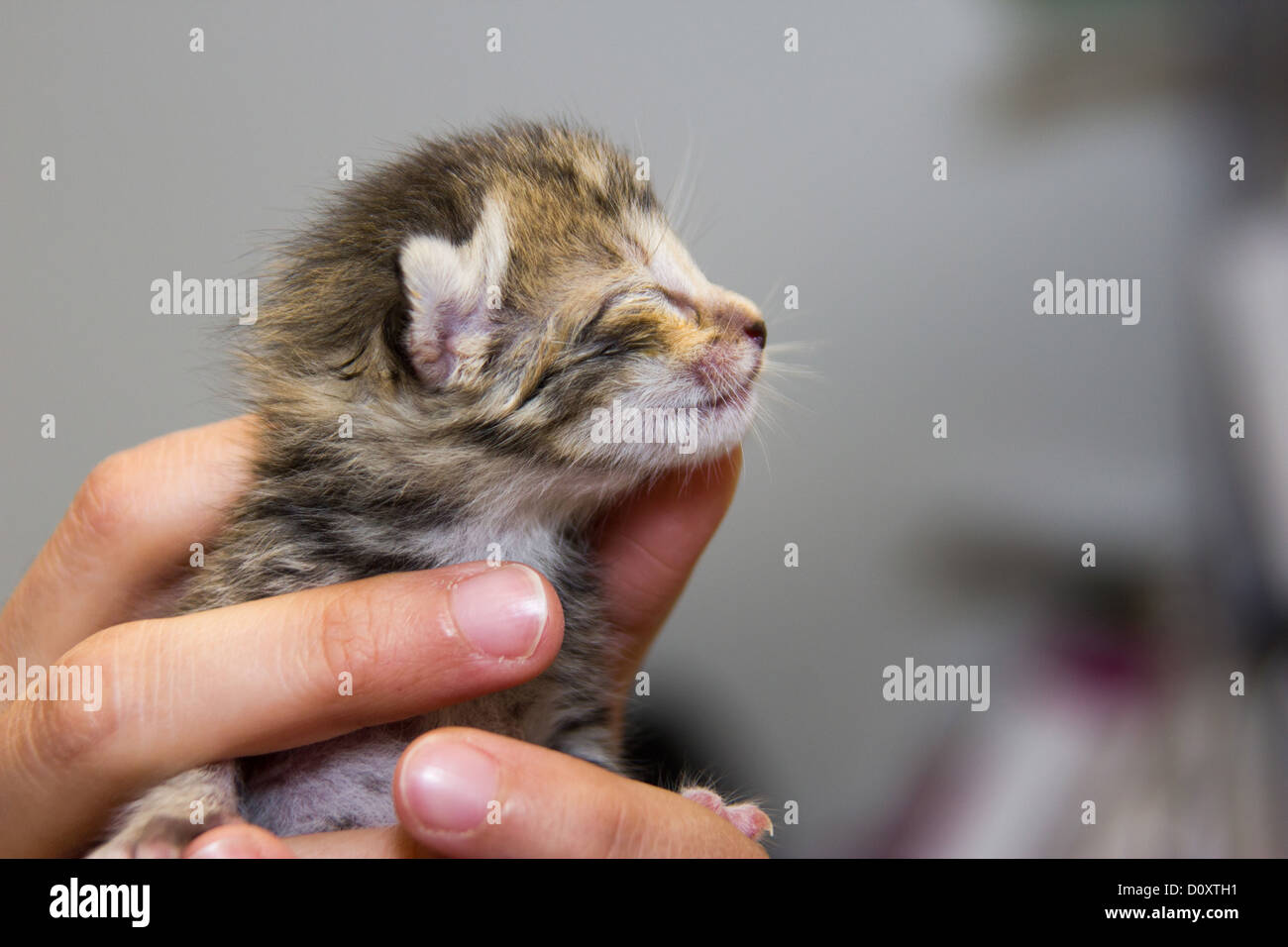 Baby cat hi-res stock photography and images - Alamy