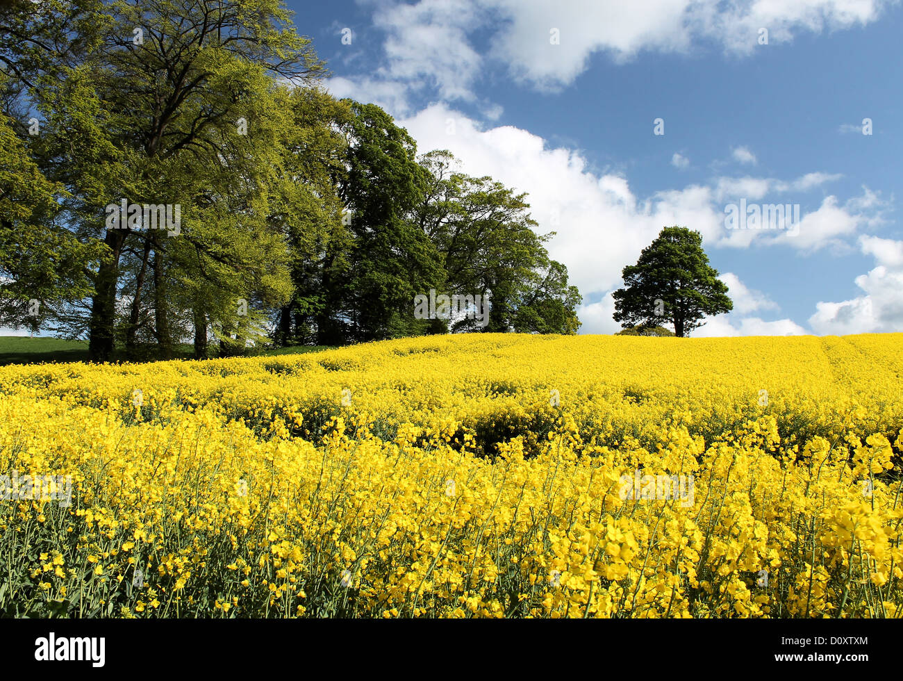 Trees bordering rapeseed field Wrexham Wales Stock Photo - Alamy