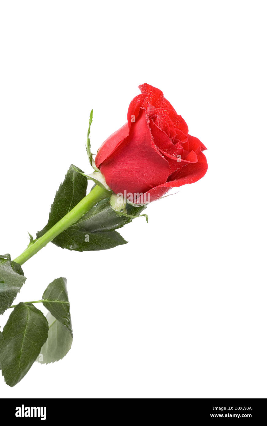 Flower rose plant detail Cut Out Stock Images & Pictures - Alamy