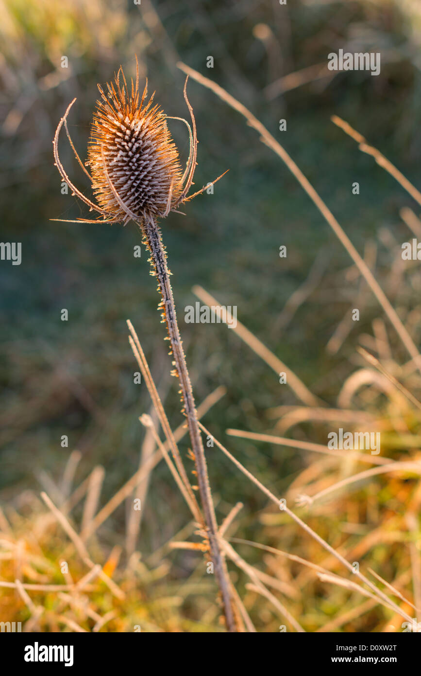 Teasle flower hi-res stock photography and images - Alamy