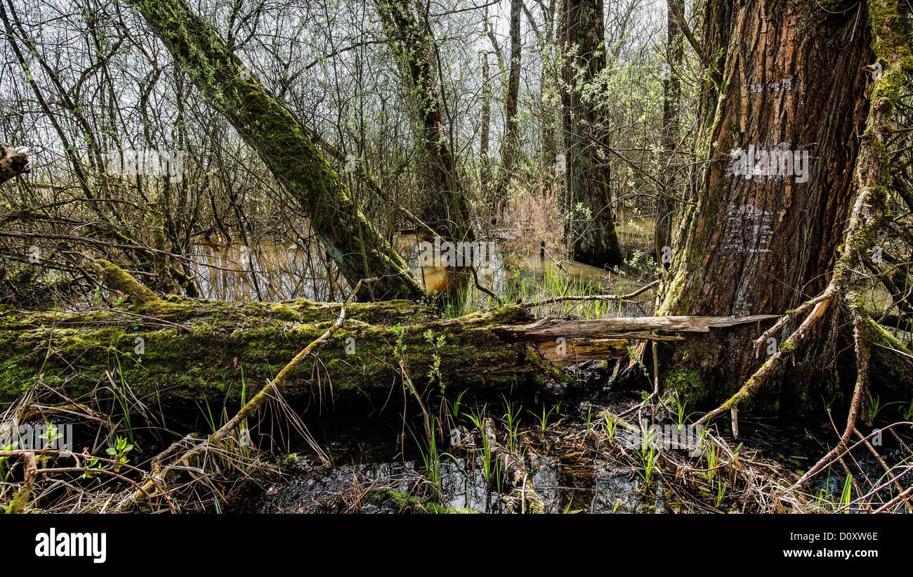 Humid area, humid wood, canton, Bern, moor wood, nature, nature reserve ...