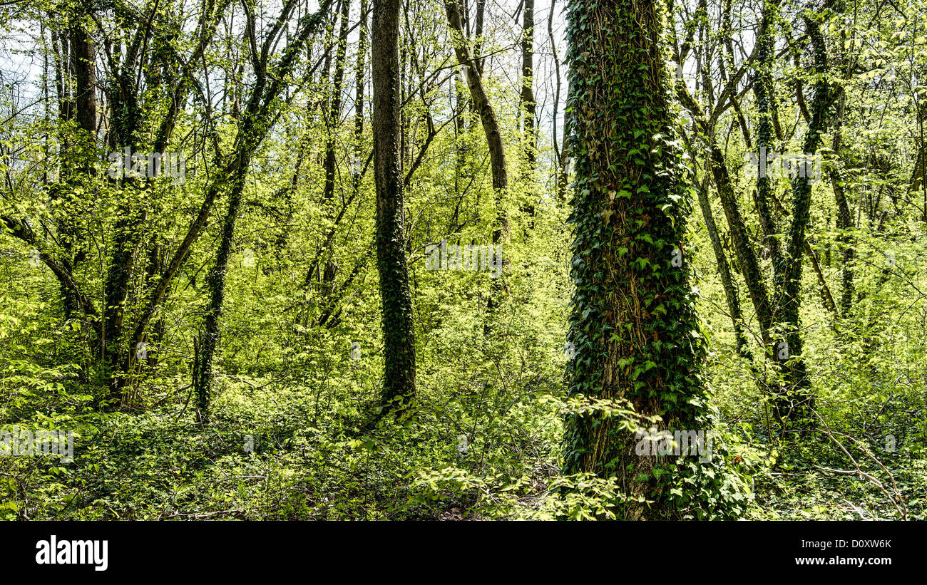 Old Aare, alluvial forest, Büren an der Aare, ivy, canton, Bern ...