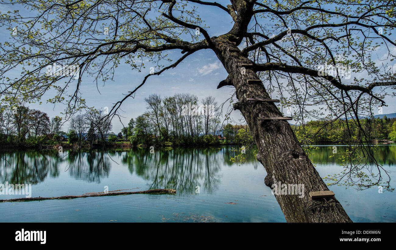 Old Aare, old lake, tree, Büren an der Aare, canton, Bern, climbing ...