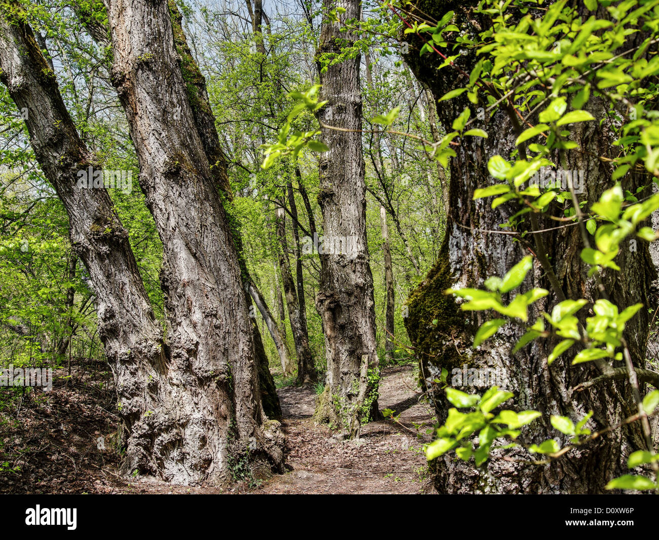 Old Aare, alluvial forest, tree, trees, Büren an der Aare, humid area ...