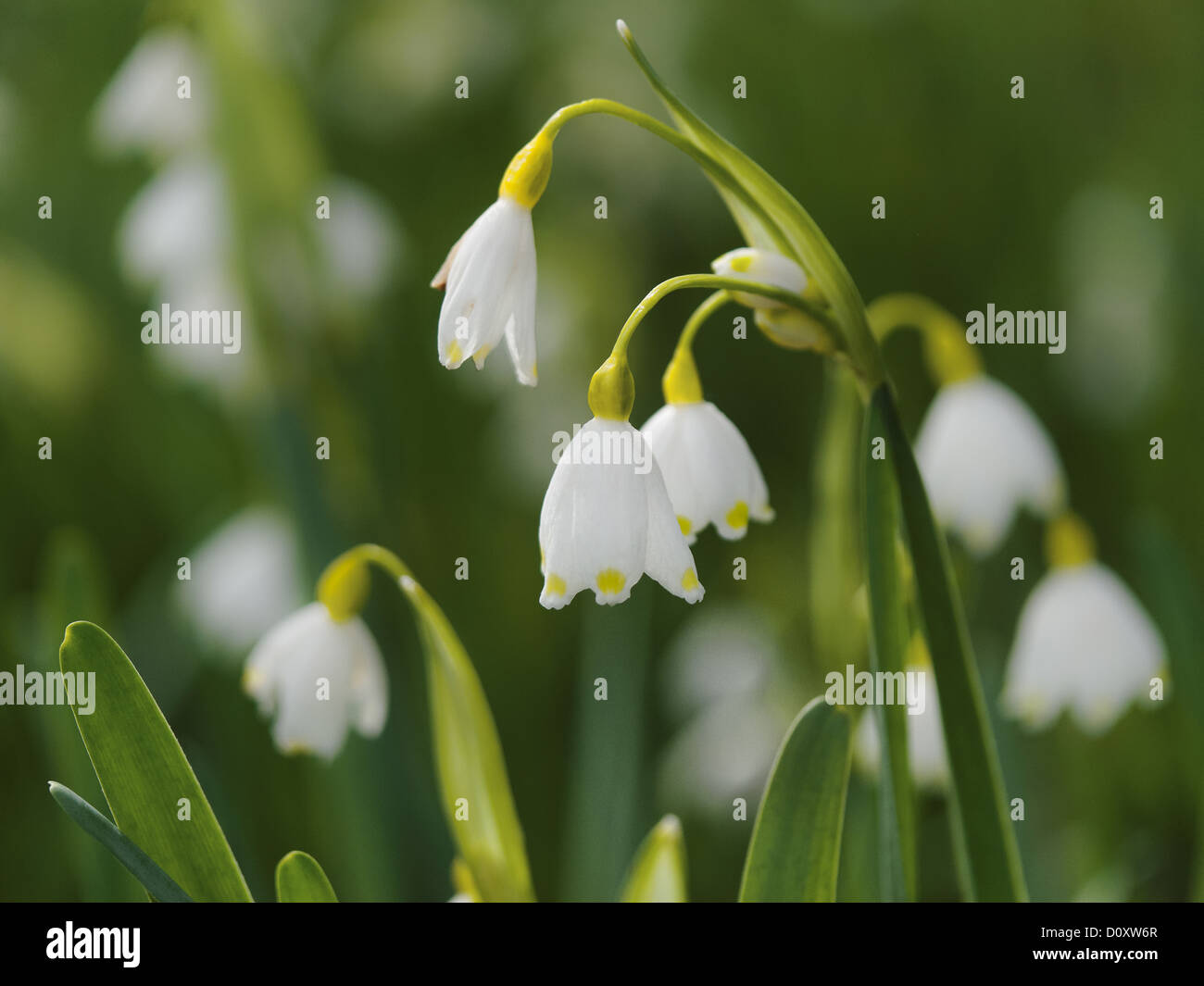 Old Aare, flower, blossom, Büren an der Aare, canton, Bern, dewdrop ...