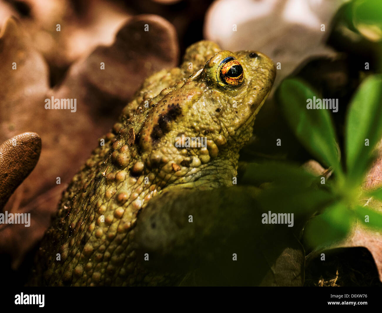Amphibians, Bufo bufo, Burgdorf, toad, common toad, fauna, frog, frogs ...