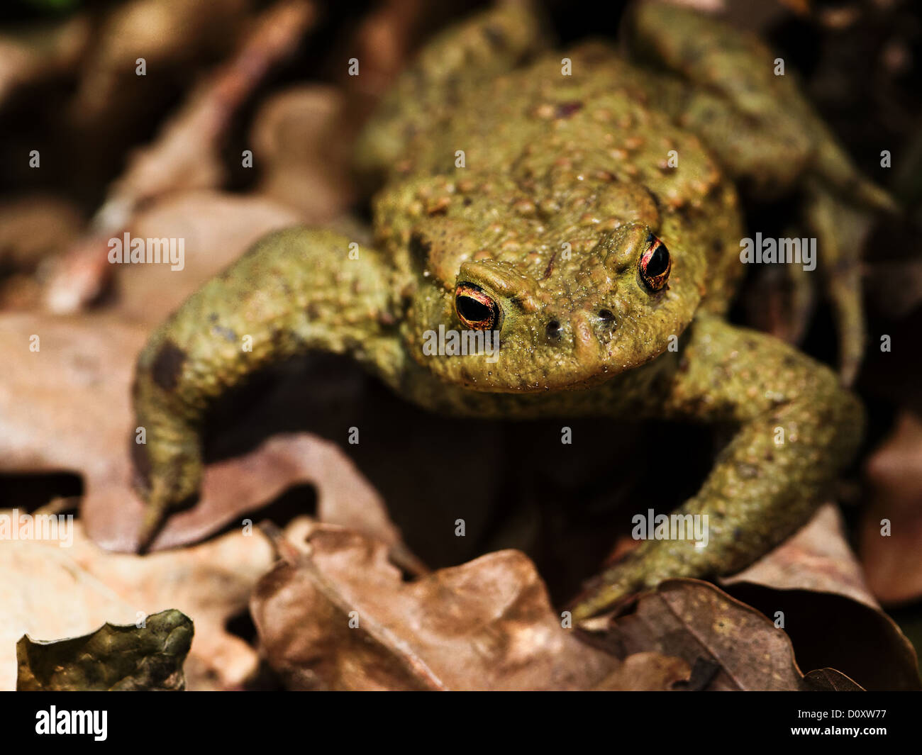 Amphibians, Bufo bufo, Burgdorf, toad, common toad, fauna, frog, frogs ...