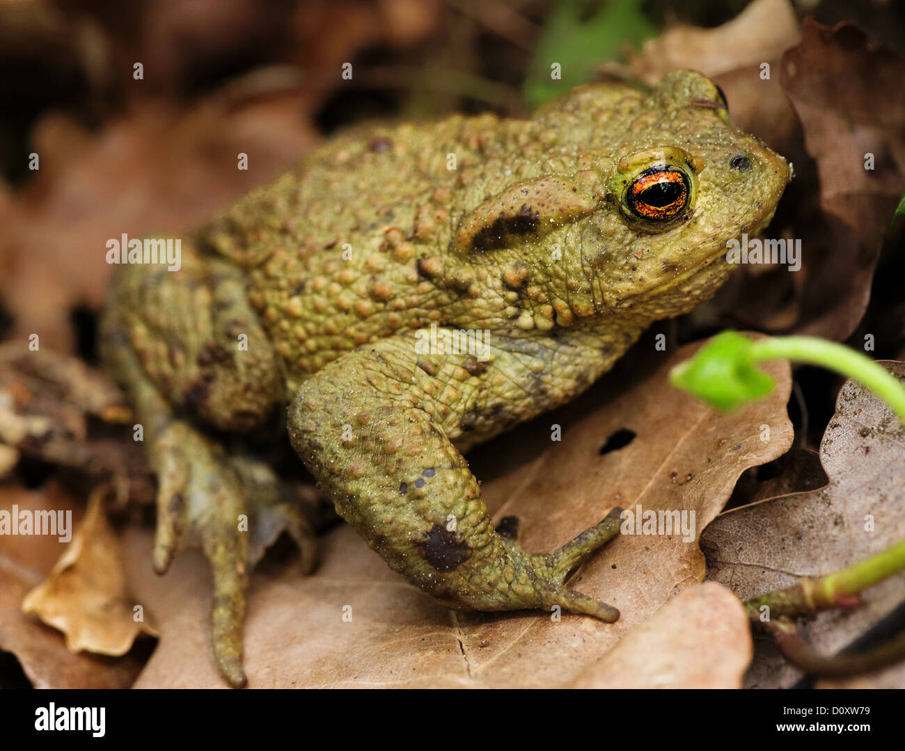 Amphibians, Bufo bufo, Burgdorf, toad, common toad, fauna, frog, frogs ...