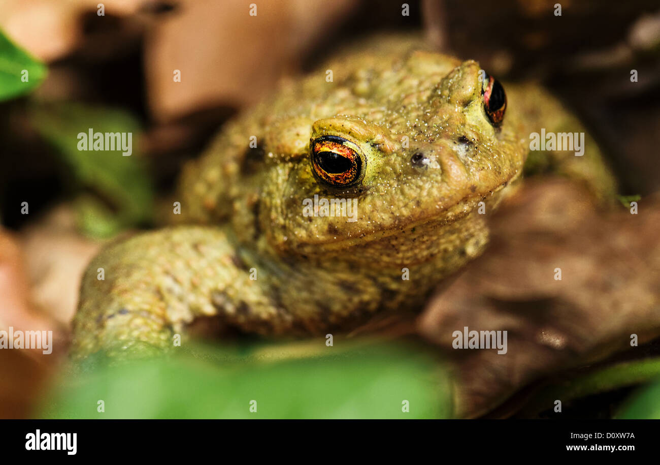 Amphibians, Bufo bufo, Burgdorf, toad, common toad, fauna, frog, frogs ...
