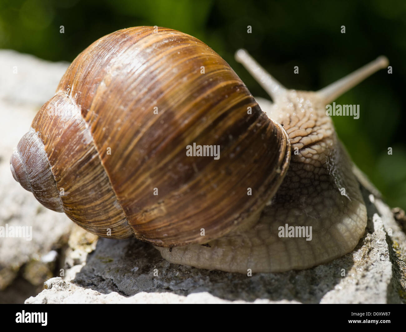 Molluscs hi-res stock photography and images - Alamy