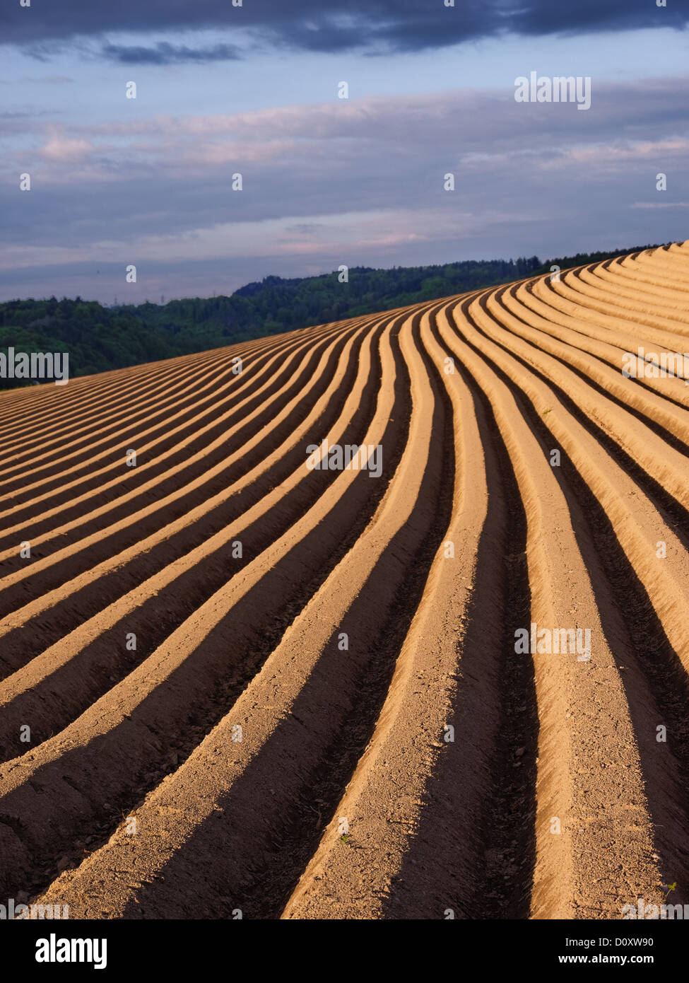 Field, agrarian, ground, furrow, Burgdorf, canton, Bern, potato field ...