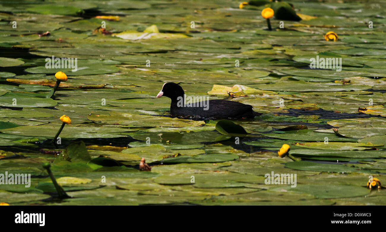 Rose coot hi-res stock photography and images - Alamy