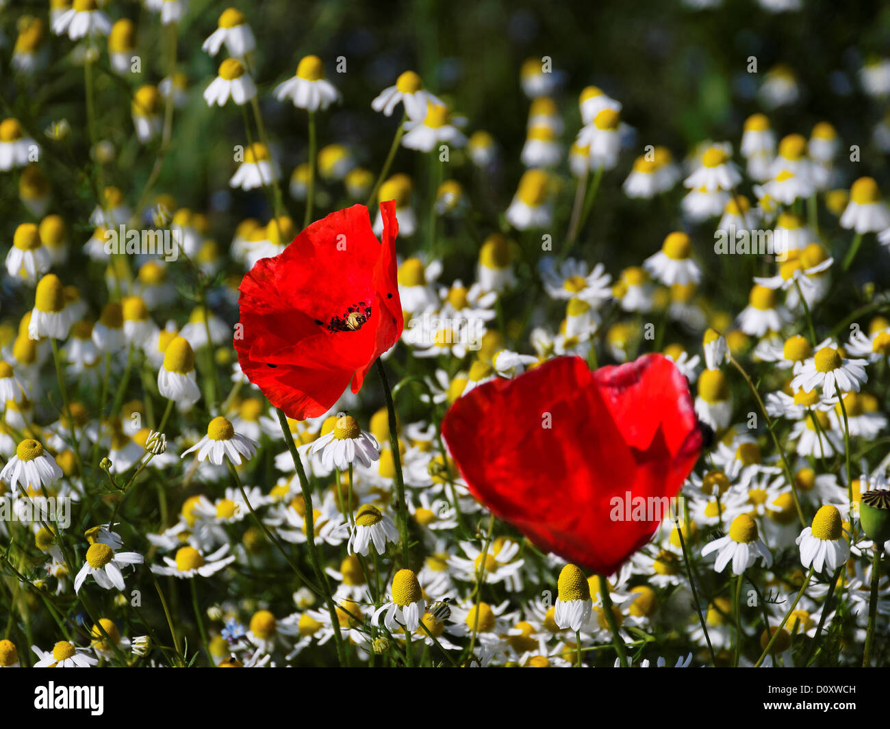 Field flowers hi-res stock photography and images - Alamy