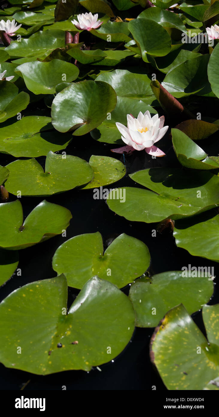 Biotope, flower, blossom, Burgdorf, garden pond, canton, Bern, Nympaea ...