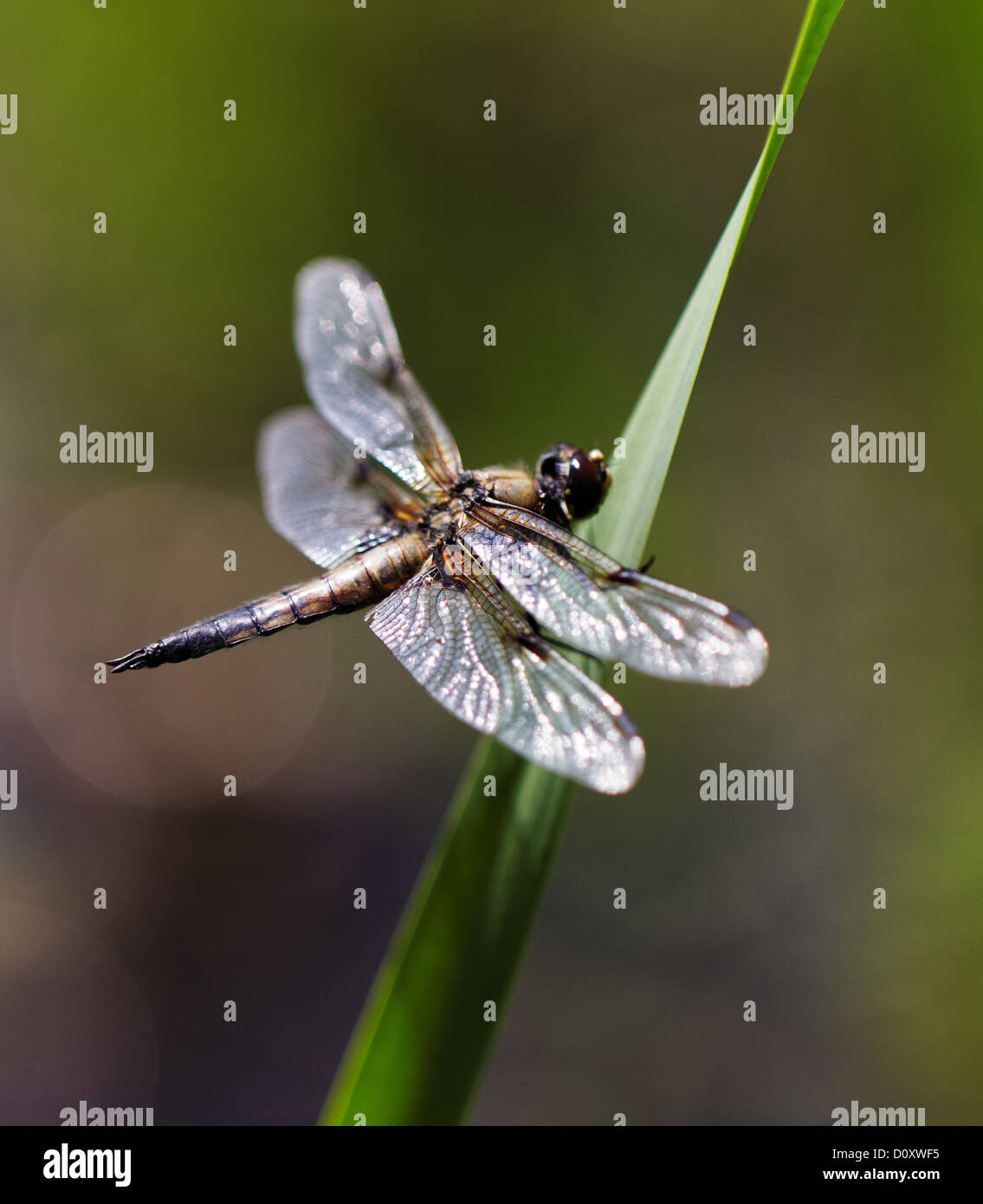 Fauna, Inkwilersee, insects, canton, Solothurn, dragonflies, Libellula ...