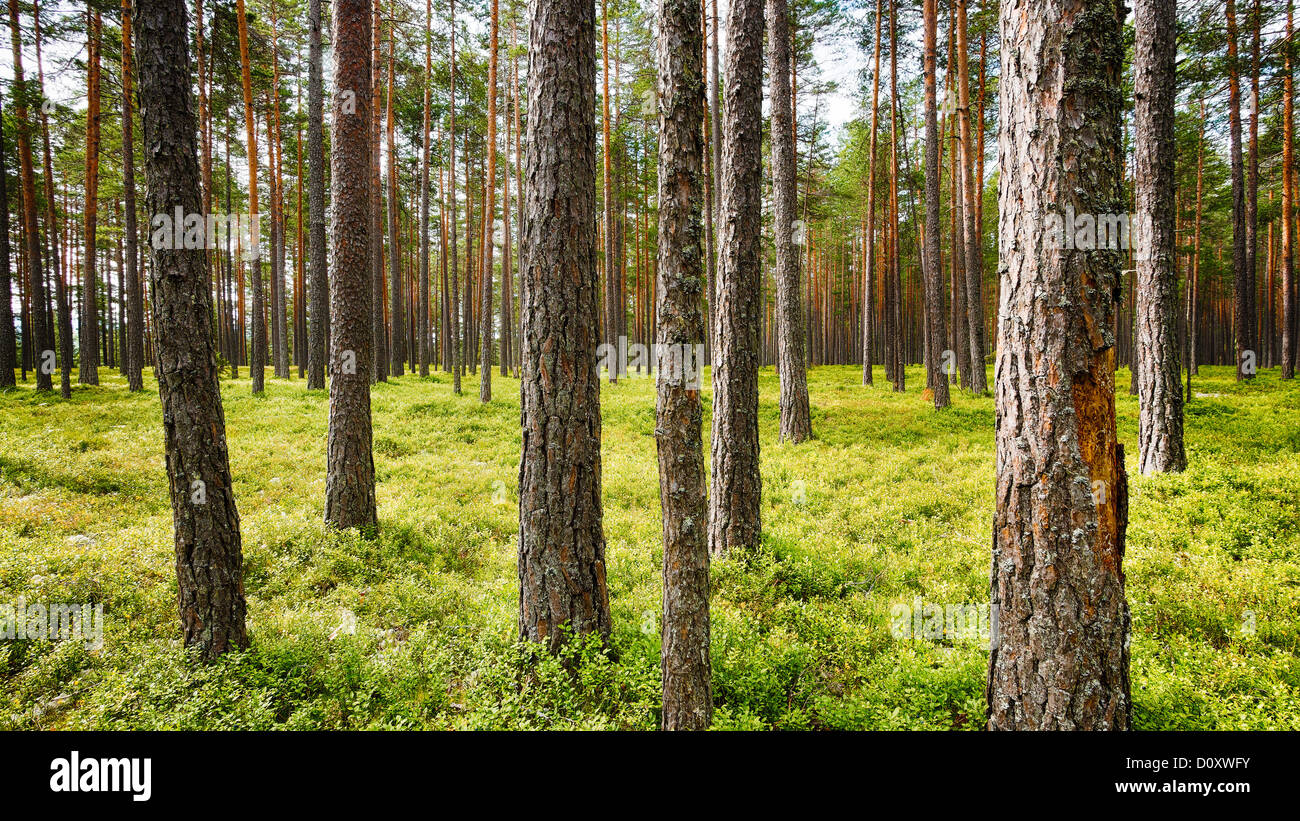 Tree, Buskerud, trees, Dähle, pine, blueberry, pinewood, conifers ...