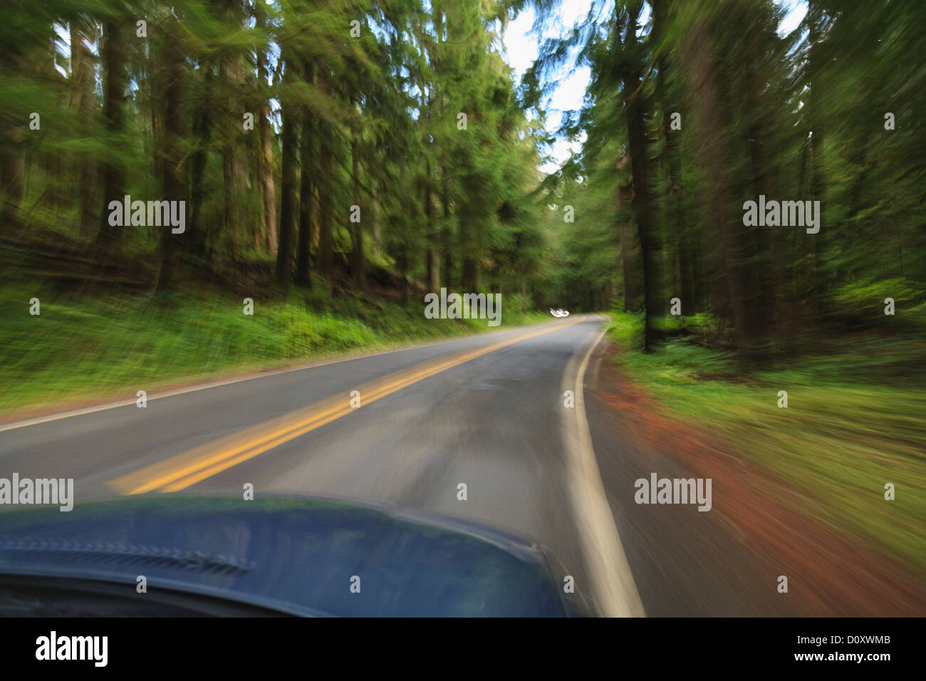 Driving through forest, Mount Rainier National Park, Washington, USA ...