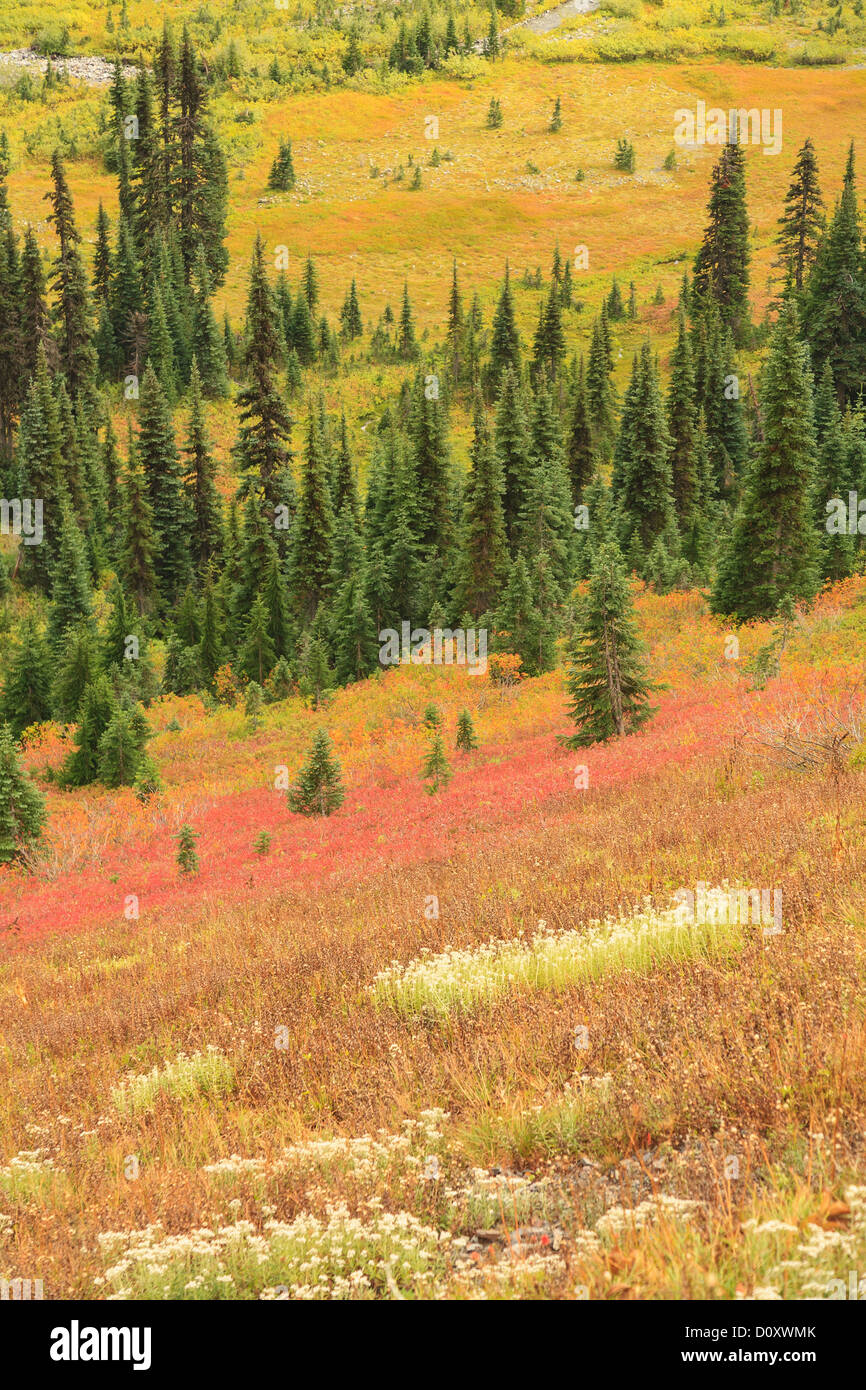 Fall colors in alpine tundra, Mount Rainier National Park, Washington ...