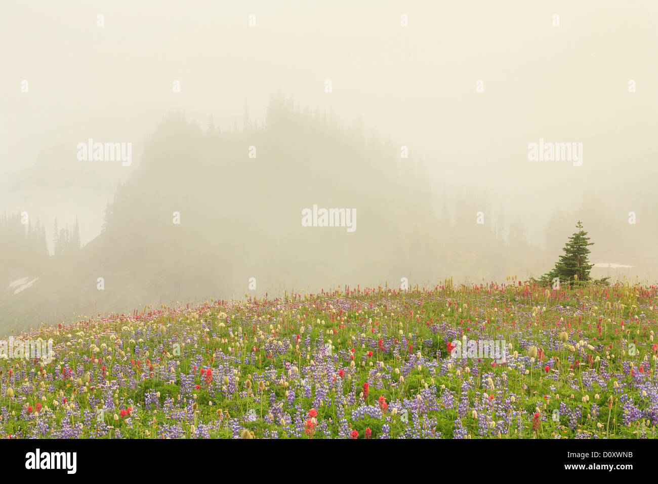 Summer alpine wild flower meadow on Skyline Trail, Mount Rainier ...