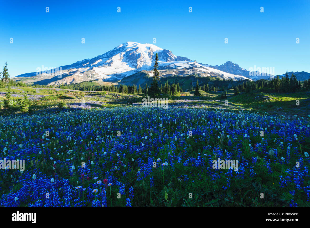 Summer alpine wild flower meadow on Skyline Trail, Mount Rainier ...