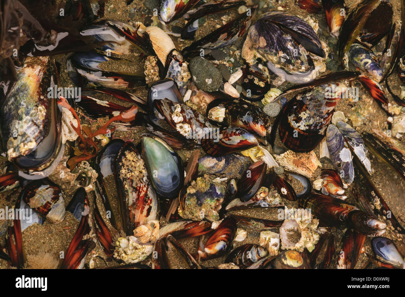 Mussel shells hi-res stock photography and images - Alamy