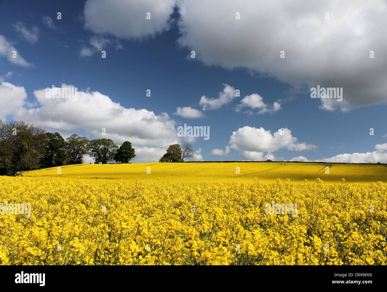 Fields spring blue sky hi-res stock photography and images - Alamy