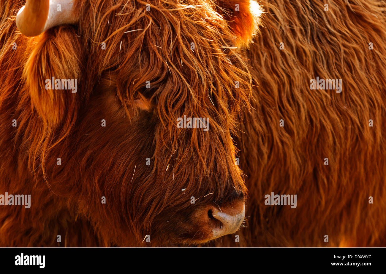 A HIghland Cattle in the morning sun Stock Photo - Alamy