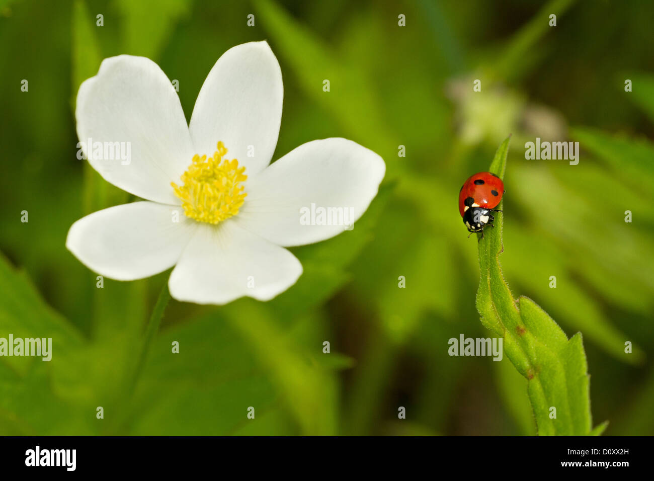 Seven spotted red ladybug (Coccinella septempunctata) in spring Stock ...