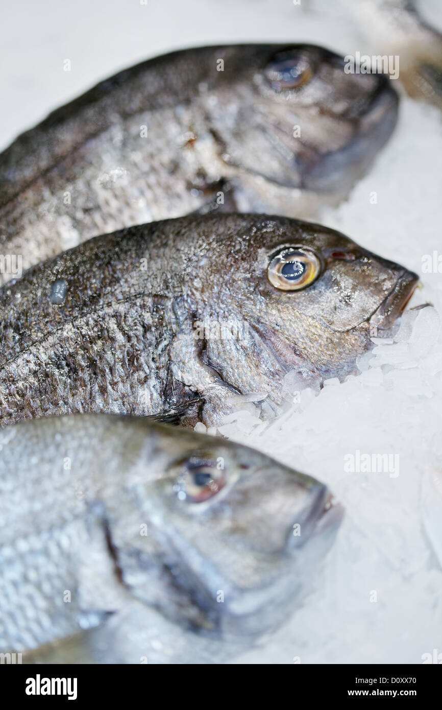 Three fishes hi-res stock photography and images - Alamy
