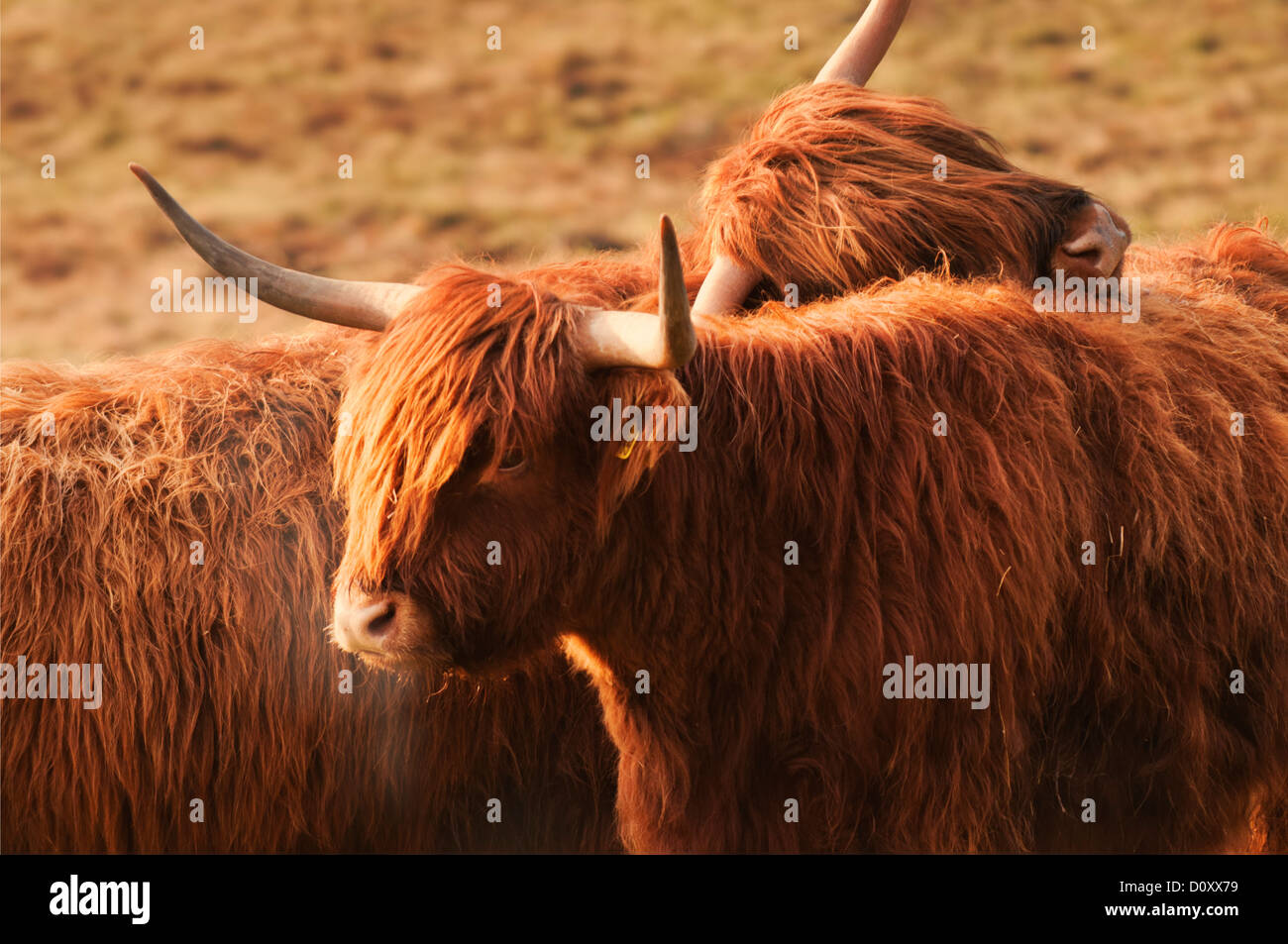 Highland cow river hi-res stock photography and images - Alamy