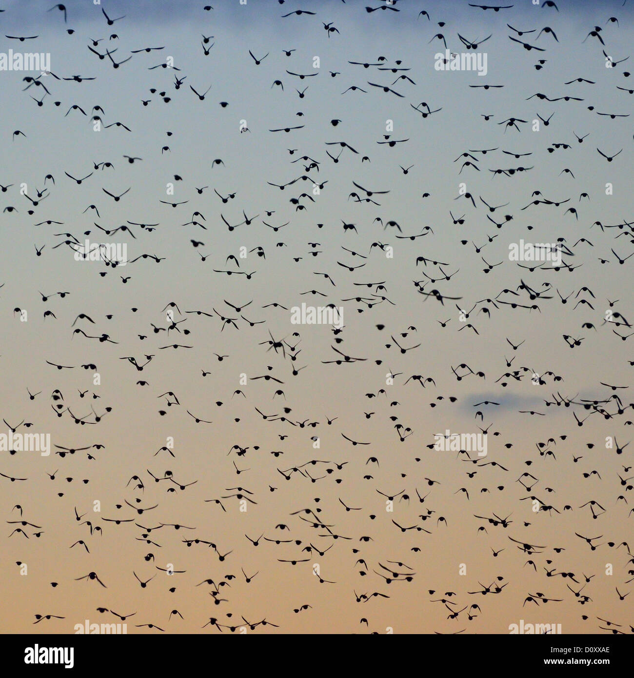A flock of Starlings heading for their winter roost at sunset Stock ...