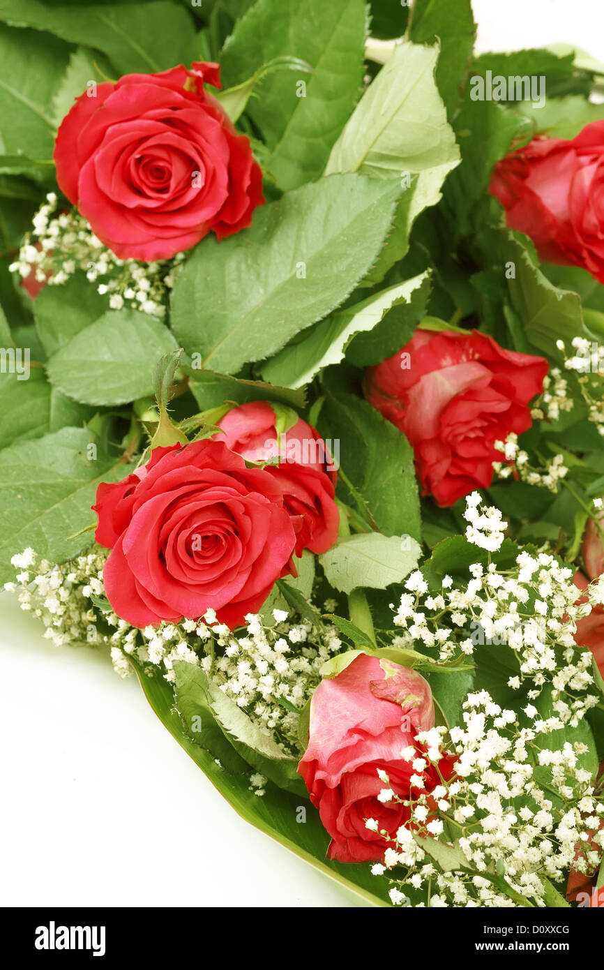 Bouquet of fresh red roses on white, with space for copy in the side ...