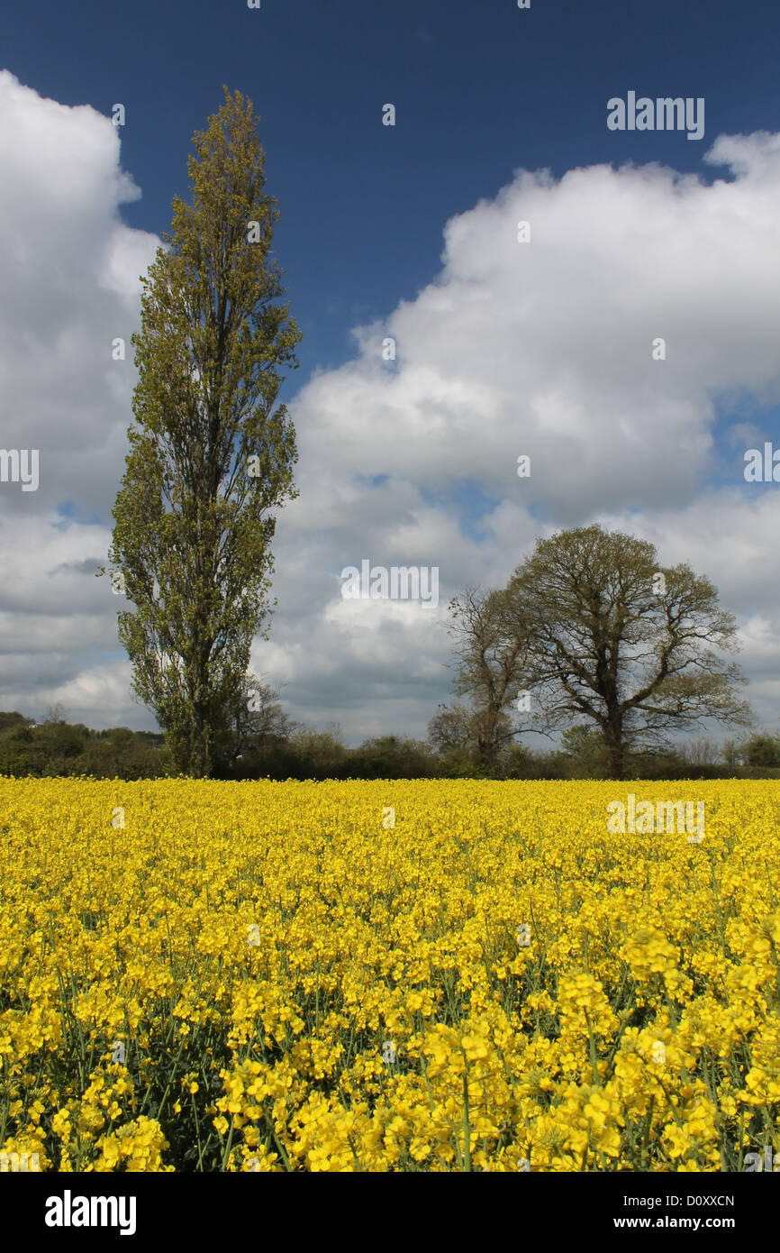 Rapeseed field and trees Stock Photo - Alamy