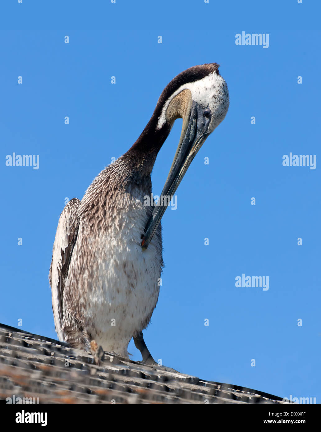 Cleaning wing hi-res stock photography and images - Alamy