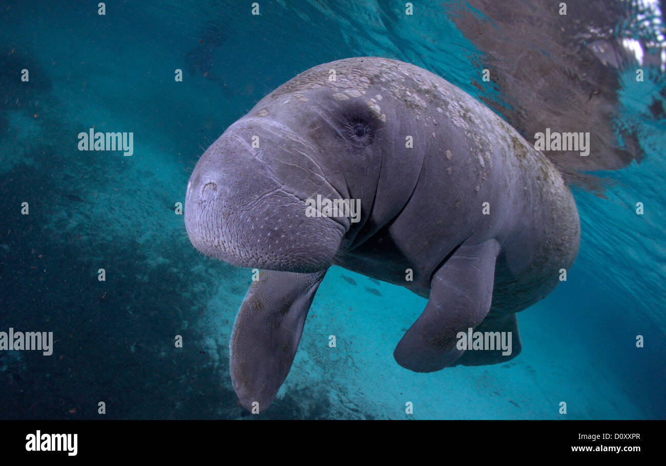 Cute manatee hi-res stock photography and images - Alamy
