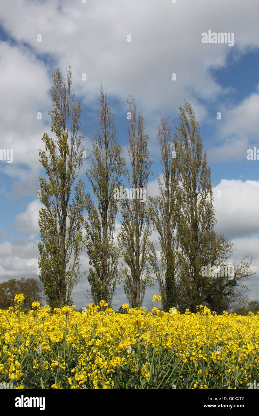 Rapeseed field and group of poplar trees Stock Photo - Alamy
