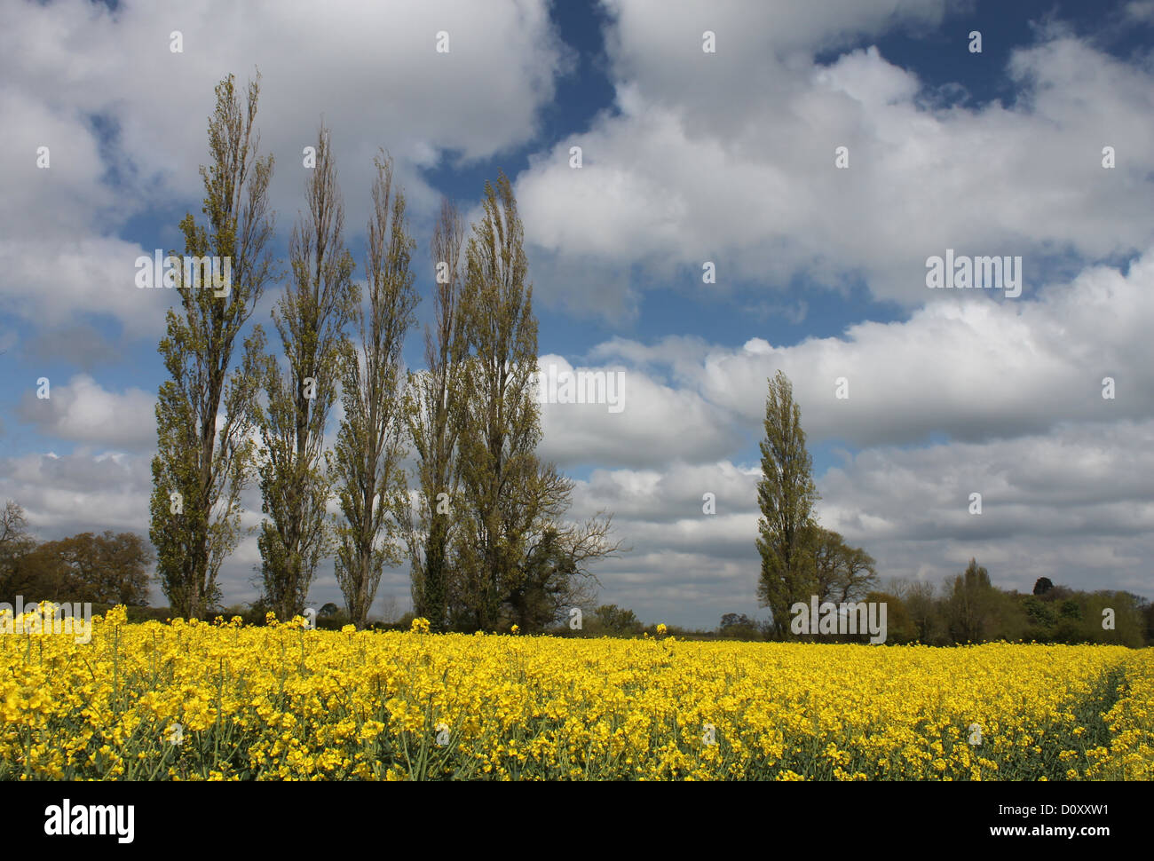 Rapeseed field and group of poplar trees Stock Photo - Alamy
