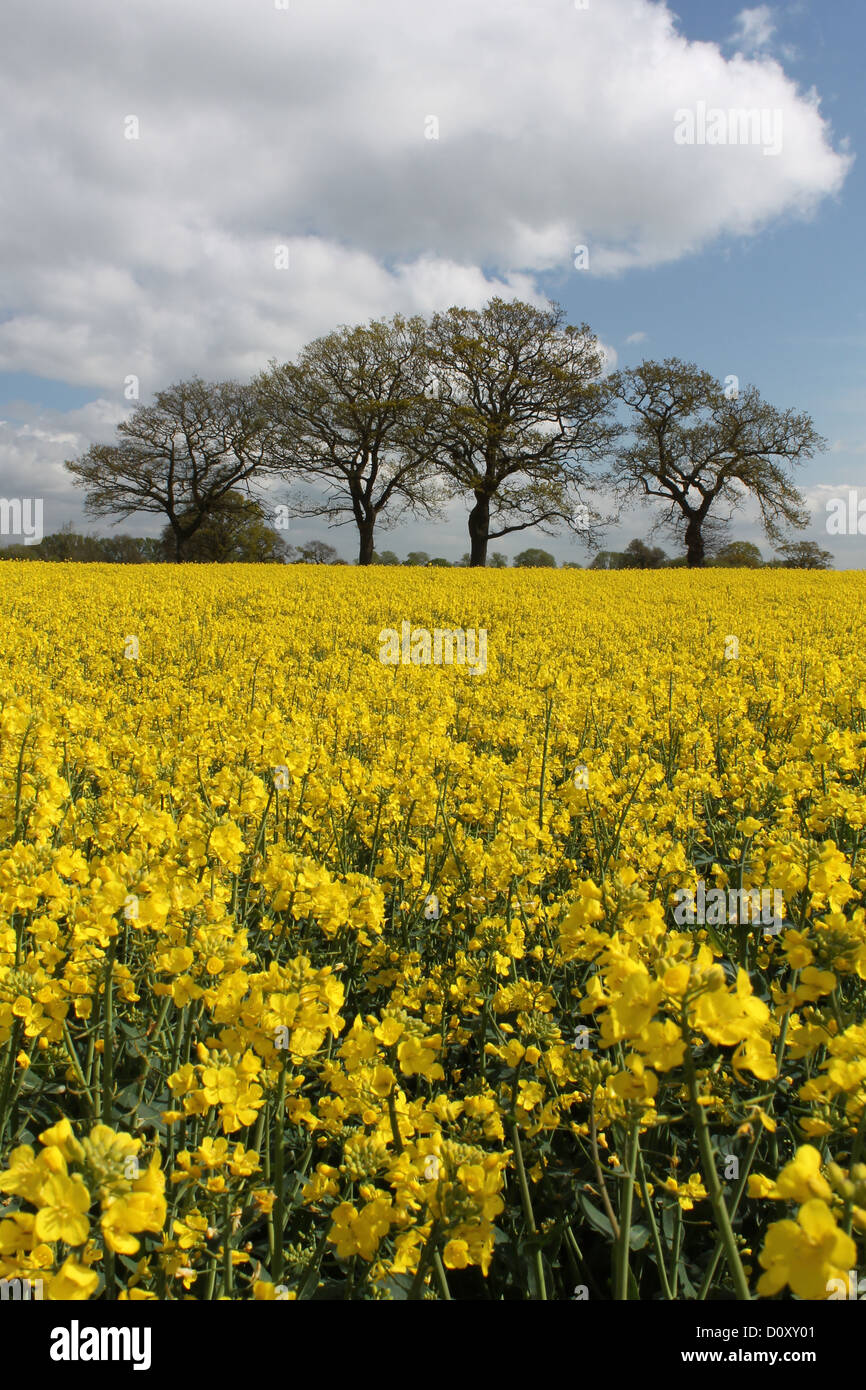 Rapeseed field and group of trees Stock Photo - Alamy