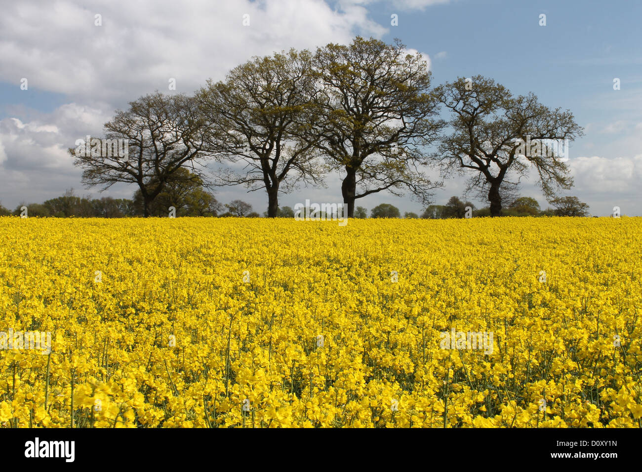 Rapeseed field and group of trees Stock Photo - Alamy